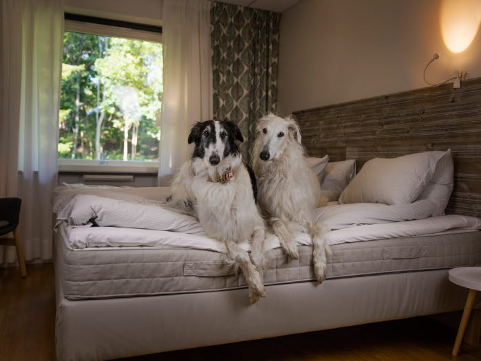 Hundvänligt boende i Dalsland