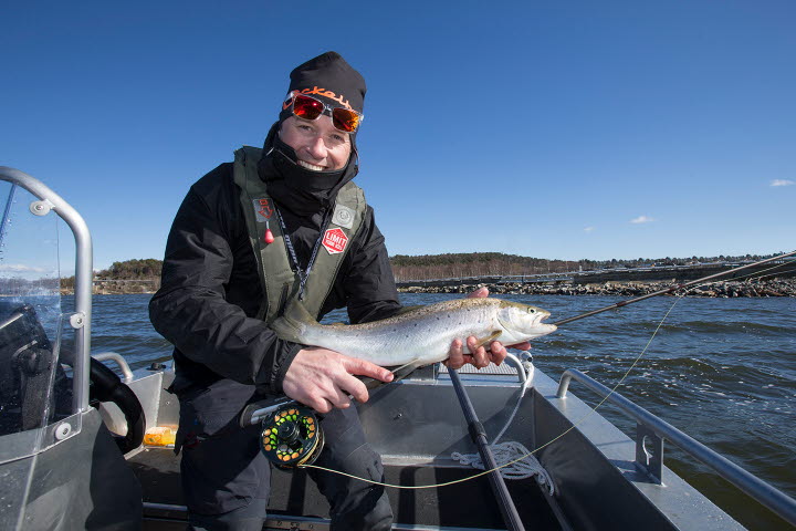 Wild Fish Sweden - Havsöringsfiske i Bohuslän på västkusten