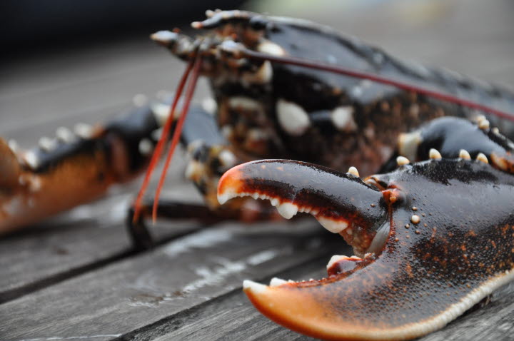 Fiska hummer kring Orust i Bohuslän
