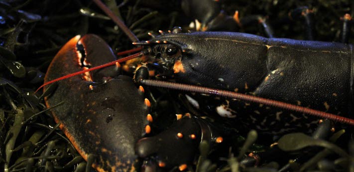 Lobster safari with Everts Sjöbod (Boathouse)