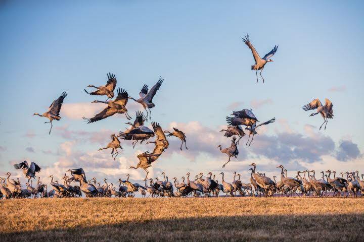10 saker du inte visste om tranan