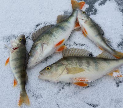 Fiskarter i Fiskeland
