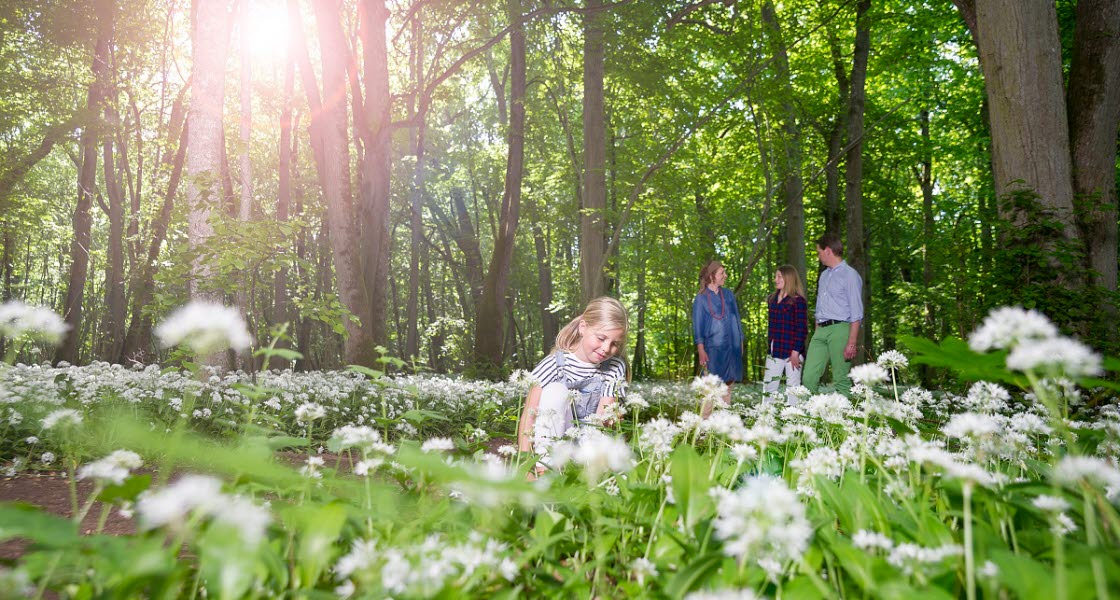 Kinnekulle - det blommande berget