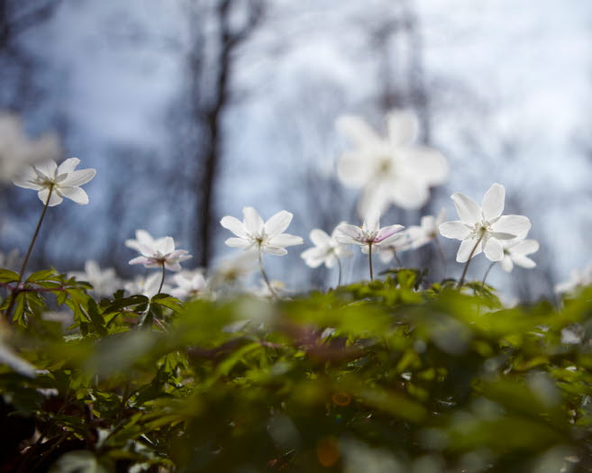 Blidsbergs spår och leder