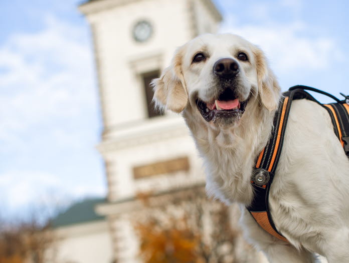 Hundsemester i Hjo