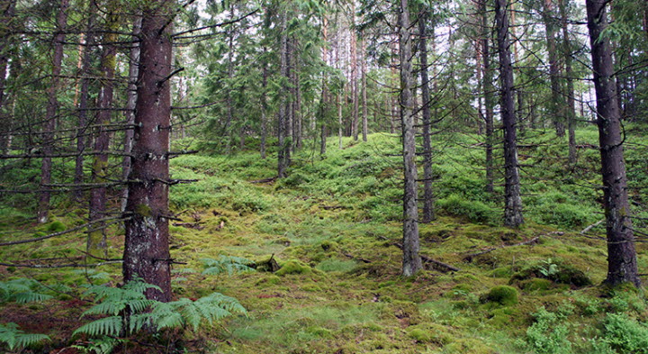 Bredmossen