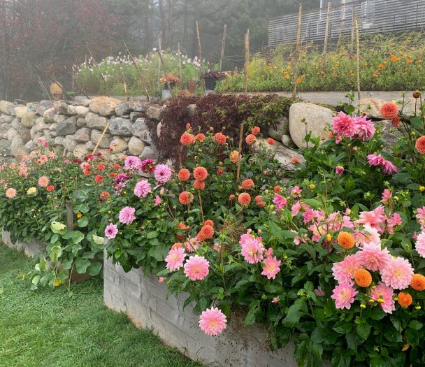 En annan slags trädgård på Tjörn